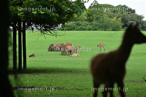 【奈良】奈良公園、鹿や東大寺、ライトアップなど見どころ満載 奈良観光の写真素材 198989533 イメージマート
