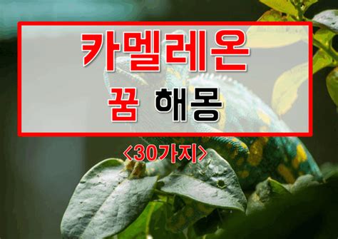 카멜레온 꿈 해몽 30가지 의미 총정리 Helpful Information