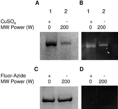Investigation Of Copper Free Alkyne Azide 1 3 Dipolar Cycloadditions Using Microwave Irradiation