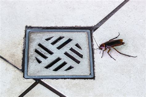 10 Roach Prevention Tips For Rainy Season Cockroach Control