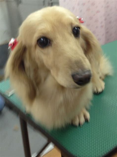 ハッピーちゃん犬の美容室まめたろう