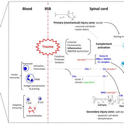 Schematic Diagram Showing The Current Understanding Of The Role Of Download Scientific Diagram