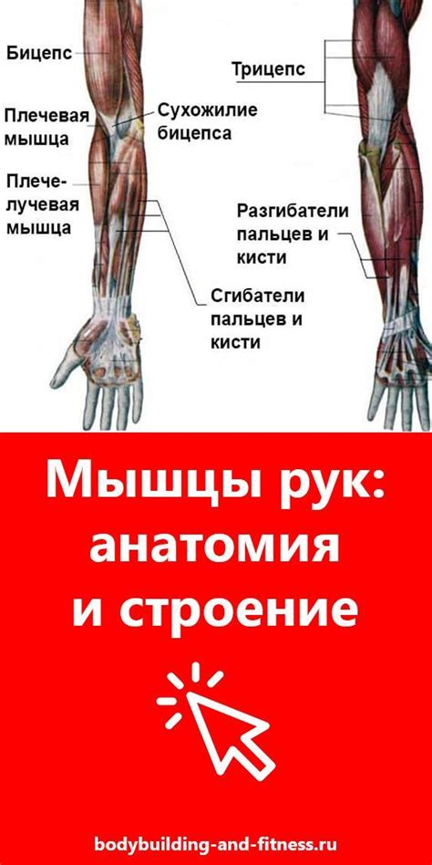 Мышцы рук анатомия и строение