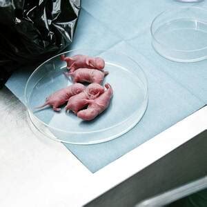 Naked Women Holding Hands Photograph By Mauro Fermariello Science Photo Library Fine Art America