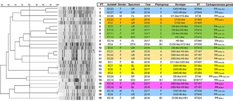 Pfge Profiles Phylogenetic Groups Serotypes Sequence Types Sts Of Download Scientific