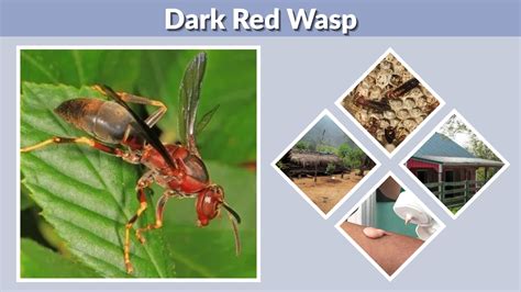 Dark Red Wasp Identification Sting And Facts