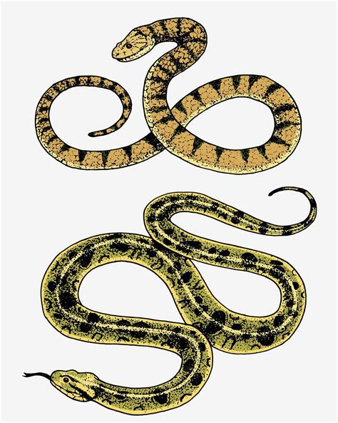 Premium Vector Viper Snake Serpent Cobra And Python Anaconda Or Viper