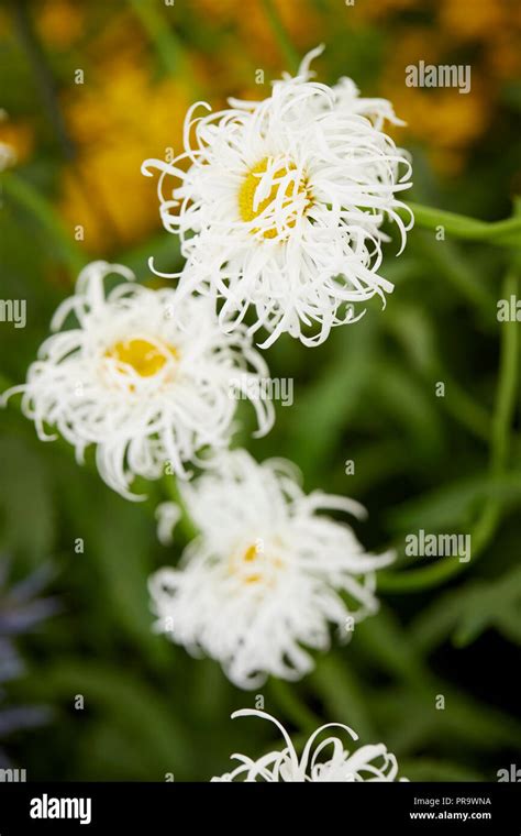 Shasta Daisy Hi Res Stock Photography And Images Alamy