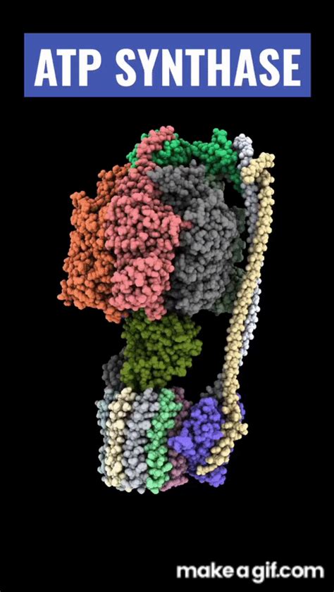 Atp Synthase Biochemistry Atp Synthase Complex Atp Synthase