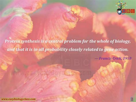 Difference Between Prokaryotic And Eukaryotic Translation Pptx