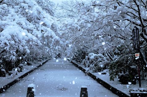 雪参道 GANREF