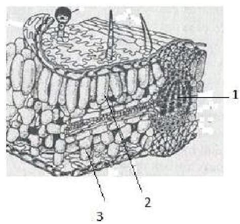 ЕГЭ11 23 Что изображено на рисунке цифрами 1 2 3 Какие функции выполняют указанные структуры