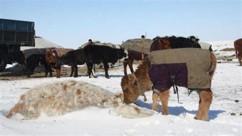 УОК Гурван сая 89 мянган мал хорогдоод байна