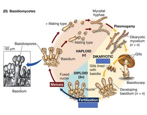 Basidiomycota Life Cycle Quiz