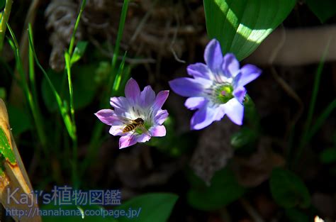 ハルリンドウ Kaji s 植物図鑑