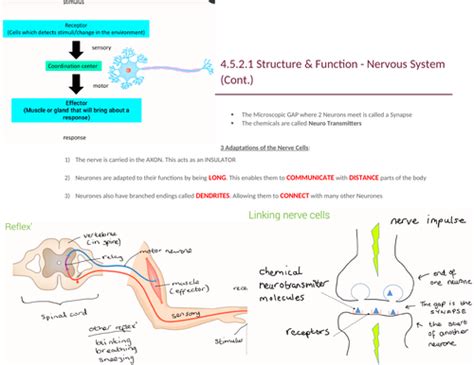 Aqa Gcse Biology 9 1 4 5 2 1 Structure And Function Nervous System Teaching Resources
