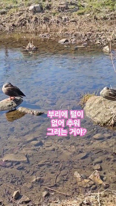 오리잘자옷입고다녀 Youtube