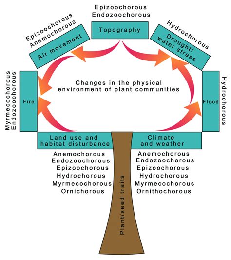 Diagram Of Seven Environmental Factors Influencing Seed Dispersal Modes