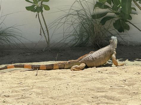 Dont Worry Iguanas Have Not Infiltrated New England Its Just A