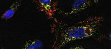 Simplifying Complex Fluorescence Multiwell Plate Assays Danaher Life