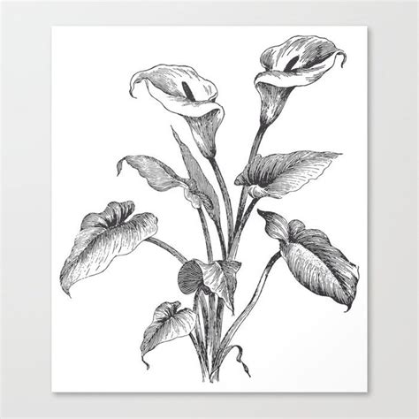 Vintage Calla Lily Bush Canvas Print By Vintage Workshop Medium Lilies Drawing Flower
