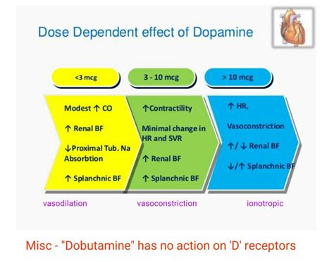 Dopamine Vs Dobutamine Dopamine Receptor Neonatal Anesthesia