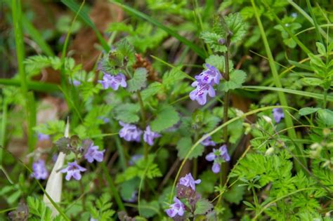 カキドオシ 春に斑点模様がる薄紫の花を咲かせる野草 きたむらいふ