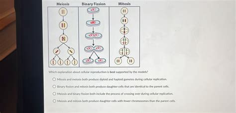 Solved Mitosis S Mitosis And Meiosis Both Produce Diploid And Haploid Gametes During Cellular