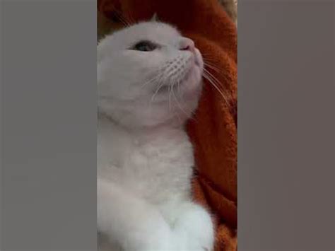 Кот пельмень - YouTube