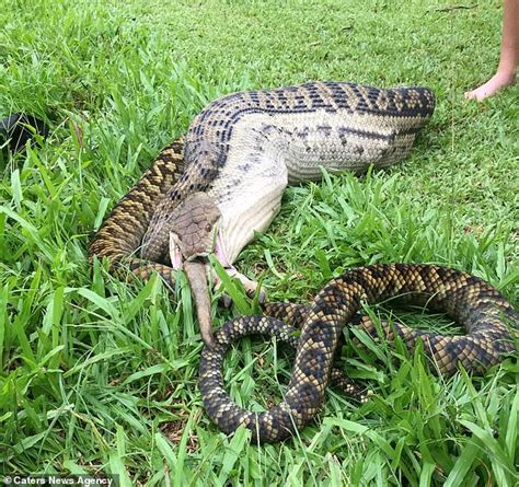 Hungry 13ft Python Eats A Wallaby Whole In Terrified Homeowners