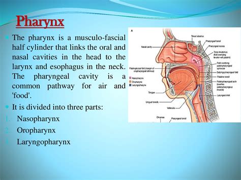 Pharynx Function