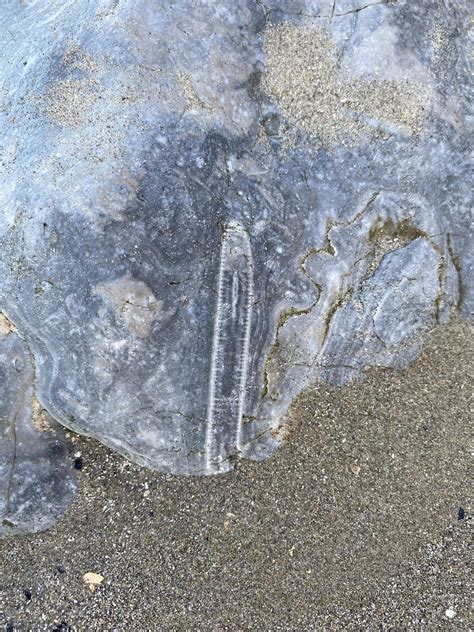 Can Anyone Help Identify These Fossils R Fossilid