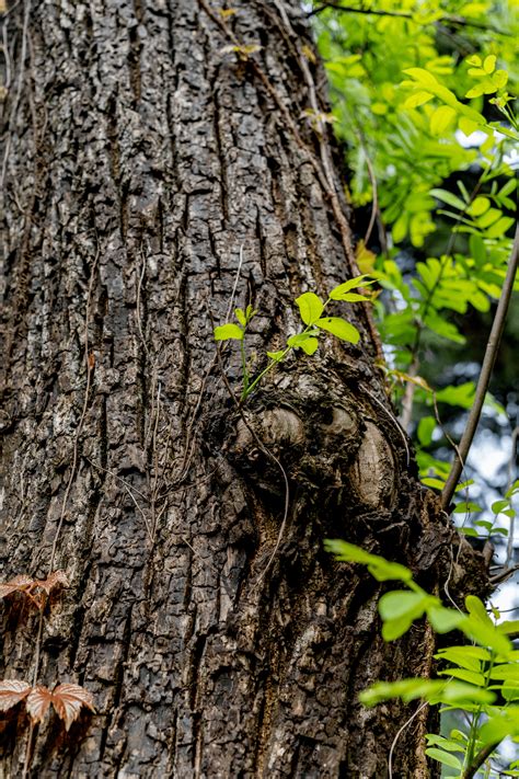 Stem Plant Tree Texture Spring Background Wallpaper Image For Free Download Pngtree Stem Plant Tree Texture Spring Background Wallpaper Image For Free Download Pngtree