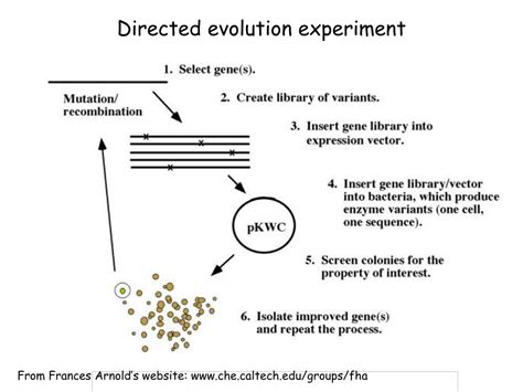 Directed Evolution