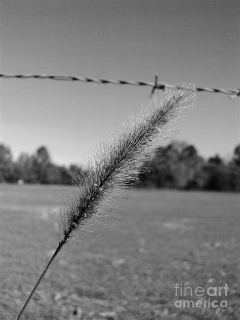 Bw Grass Photograph By Pics By Jody Adams Fine Art America