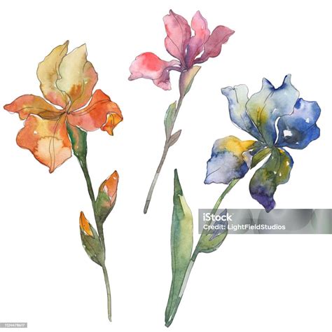 주황색 빨강 및 파랑 홍 식물 꽃입니다 수채화 배경 세트입니다 격리 된 아이리스 그림 요소입니다 그리기에 대한 스톡 벡터 아트