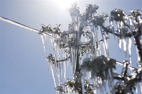 Frost Protection Irrigation After Cold Night Protecting Apple Tree Blossom Stock Image Image