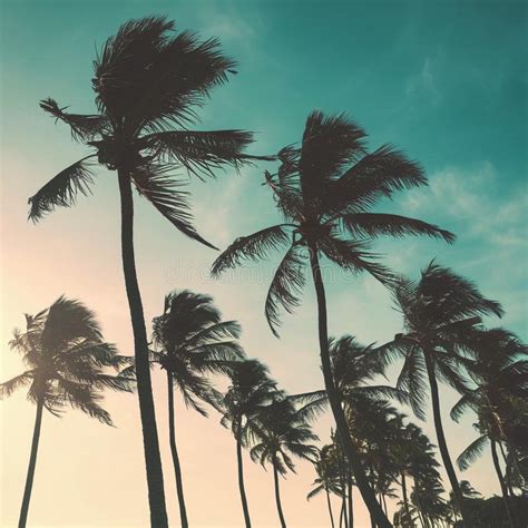 Silhouette Of Palm Trees Swaying In The Summer Breeze Stock
