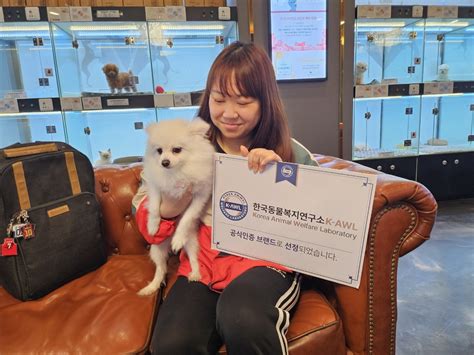 폼피츠 흰둥이 스피츠성격 시바견성격 시베리안허스키성격 시츄성격 요크셔테리어성격 웰시코기성격 이탈리아그레이하운드성격 치와와성격