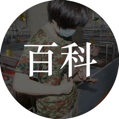 【养猪百科】惊！为什么产房里常上演“母仔大战”？母猪仔猪初产
