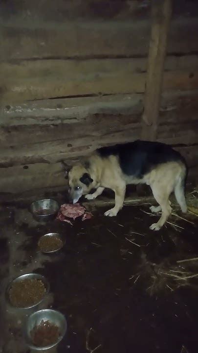 Эту финальную в году субботнюю поездку я представляла немного иначе но как вышло Приют Сириус