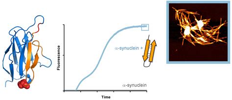 Nucleation Of α Synuclein Amyloid Fibrils Induced By Cross Interaction With β Hairpin Peptides