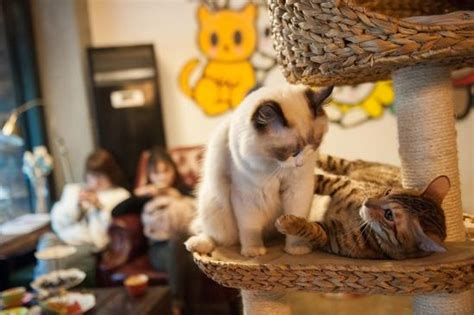 猫咖宣传 猫咖 猫咖店 大山谷图库
