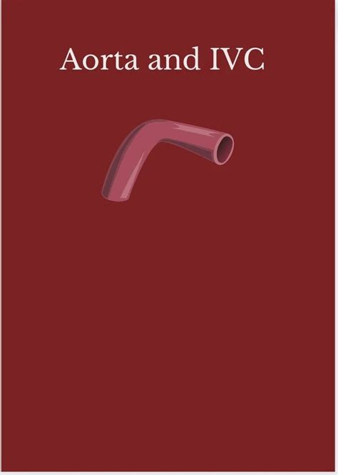 Aorta And Ivc Mp4 Etsy New Zealand