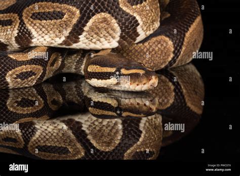Royal Python Also Called The Ball Python Python Regius An African