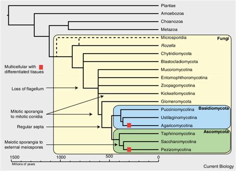 The Fungi Phylogenetic Tree Based On [4] Showing Relationships Of