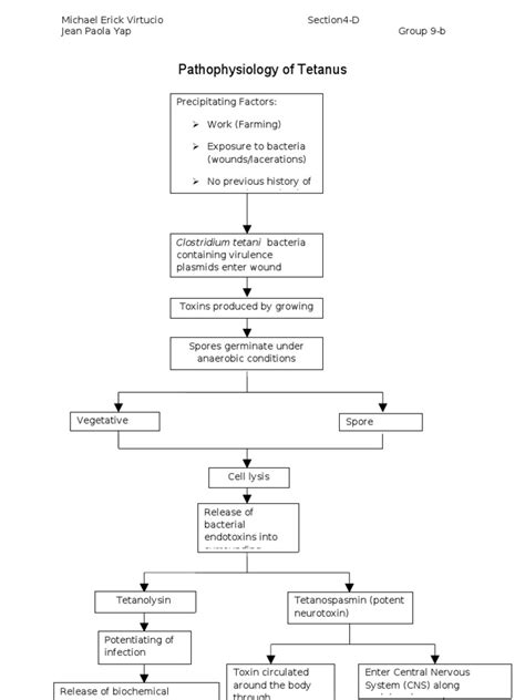 Pathophysiology Of Tetanus Earth And Life Sciences Biology