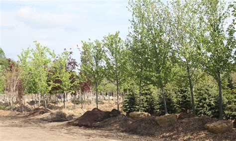 Trees Grasshopper Gardens