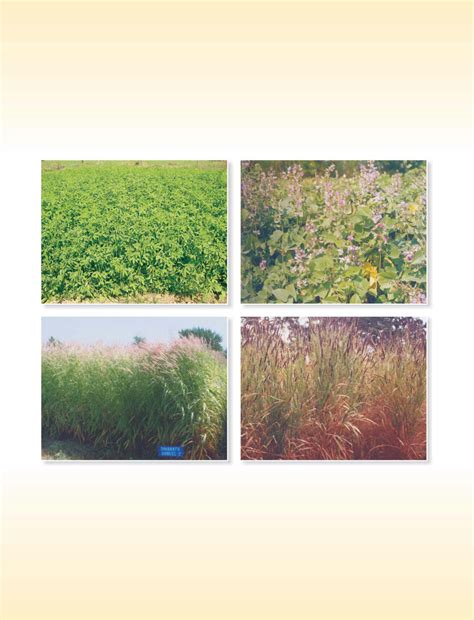 Solution Forage Crops Varieties Studypool