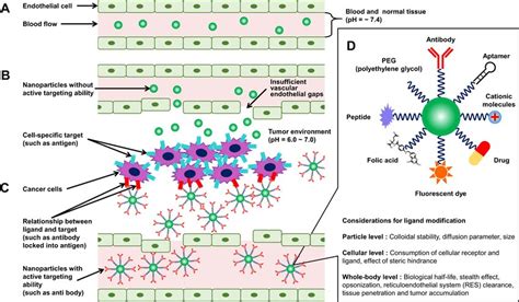 Active And Passive Targeting Of Nanoparticles To The Cancer Cells Download Scientific Diagram